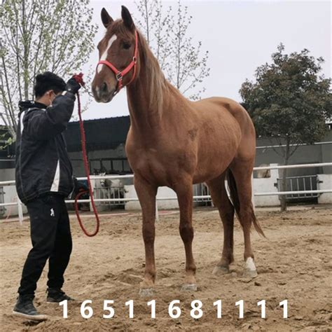 最适合骑乘的大型马 什么马顺好骑 如何挑选骑乘马 第19页 大山谷图库