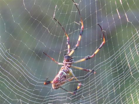 Golden Orb Weaver Spider