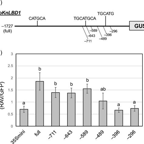 Identification Of Motifs Responsible For Dna Binding Of Knrav A Download Scientific Diagram