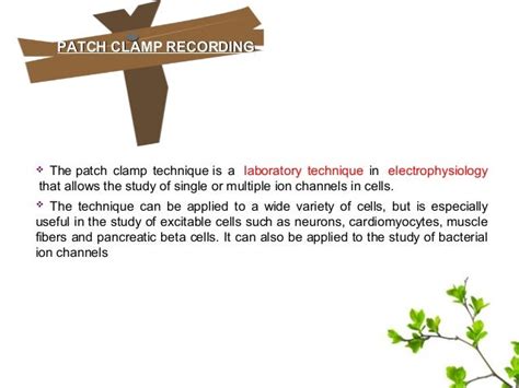 Patch Clamp Recording