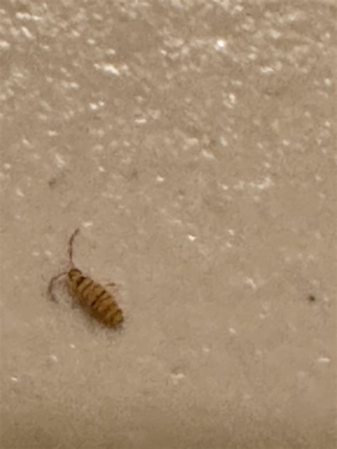 What Bug Is This Found Underneath Baseboard R Whatisthisbug
