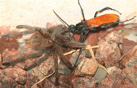 Tarantula Havik Cazador