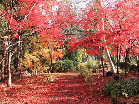 【札幌 公園緑地さんぽ】 晩秋の豊平公園 ひろまある 清田