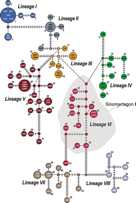 Parsimony Network Conducted By Tcs 58 Using Combined Plastid Dna
