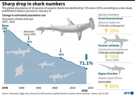 Dramatic Shark Decline Leaves ‘gaping Hole In Ocean Breaking Asia