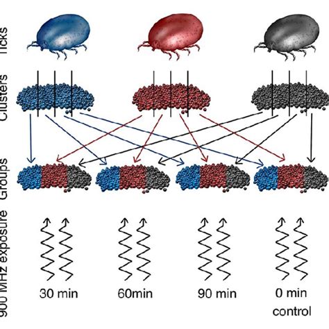 Schematic Design Of Experimental Groups Of Eggs Laid By Dermacentor