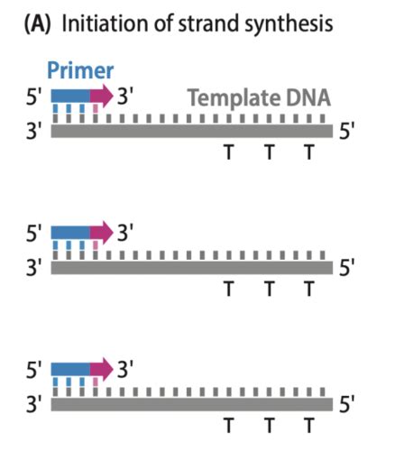 BIOL Lecture DNA Sequencing Flashcards Quizlet