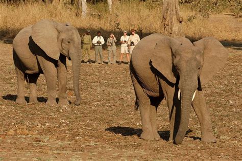 Unearth Experience Walk With Elephants In Africa Unearth Experience