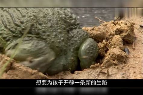 泥坑中，上万只小蝌蚪就要被晒死，牛蛙妈妈的举动让人意想不到！牛蛙小蝌蚪泥坑