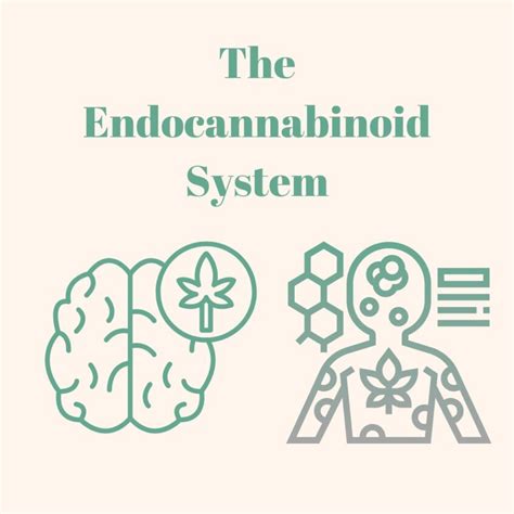 Understanding The Endocannabinoid System Earths Own Naturals