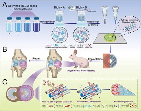 Schematic Presentation Of The Scaffold Construction And Study Design Download Scientific