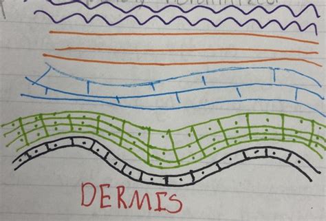 Chapter The Integumentary System Flashcards Quizlet