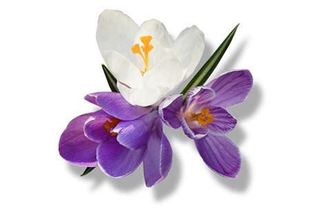 3 크 로커 스 화이트 보라색과 흰색 배경에 고립 된 바이올렛 1위에 대한 스톡 사진 및 기타 이미지 1위 3가지 개체 3월 Istock