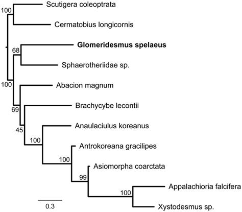 Maximum Likelihood Major Rule Consensus Tree Showing The Phylogenetic