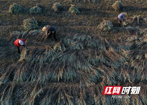 乡村振兴湖南常宁从草变宝 艾草飘香致富路 衡阳 湖南频道 红网