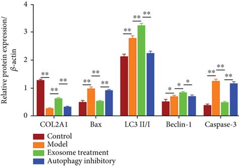 Bmsc Exo Inhibits Npc Apoptosis By Promoting Autophagy A The