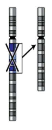 Mutation Flashcards Quizlet