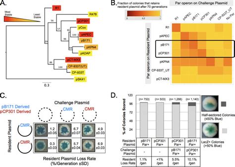 Limited Plasmid Partition Incompatibility Detected Between Type Ii