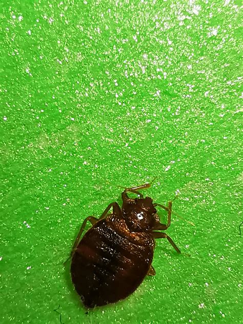 Bed Bug Or A Bat Bug Rbedbugs Bed Bug Or A Bat Bug Rbedbugs