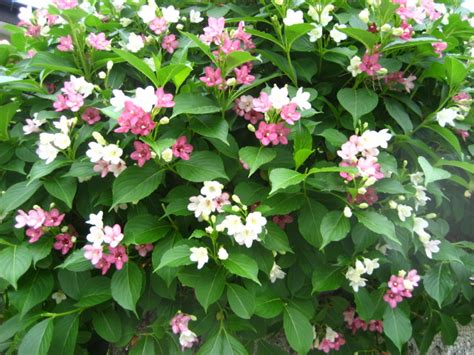 confeito日記 ハコネウツギ 箱根空木 スイカズラ科タニウツギ属の落葉低木 Weigela coraeensis
