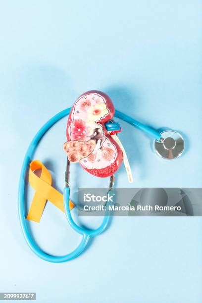 인간 신장 단면 청진기 신장 모델 및 신장암 리본 신염성에 대한 스톡 사진 및 기타 이미지 신염성 암 신장암 Istock