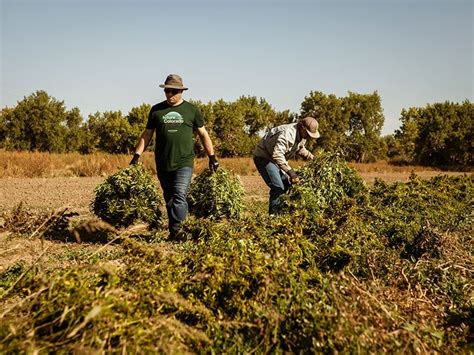 Hemp Processing Methods Methods Of Producing Cbd Oils