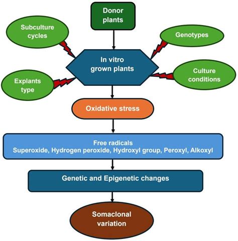 Somaclonal Variation And Clonal Fidelity In Commercial Micropropagation