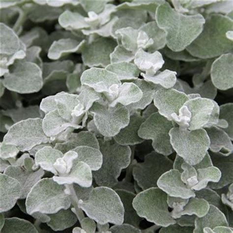 Helichrysum Trailing Silver Hanging Basket Garden Plug Plants Pack X6 Helichrysum Trailing Silver Hanging Basket Garden Plug Plants Pack X6