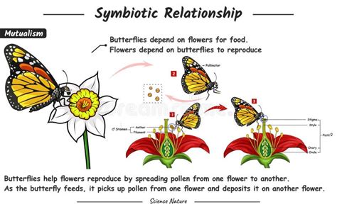 Mutualism Examples Clipart