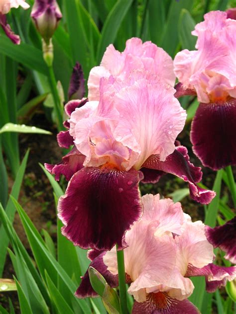 Iris Germanica Wine And Roses P Floriana Bulbose