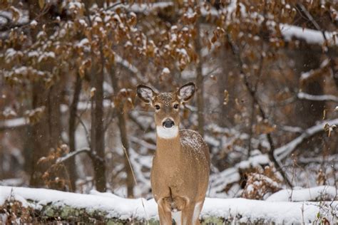 Do Deer Hibernate How Deer Survive In The Winter