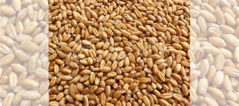 Зерно пшеницы Мешками по 50 кг купить в Челябинске Животные и зоотовары Авито