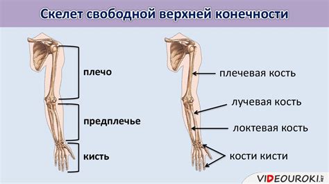 Скелет верхних и нижних конечностей презентация онлайн