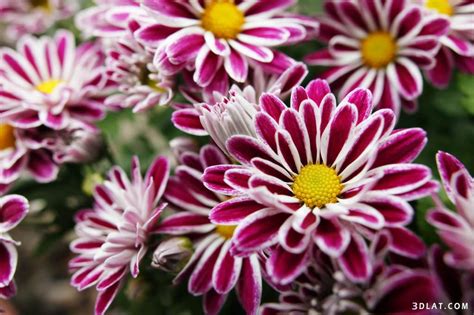 الاقحوان الـمـتـألـقـة