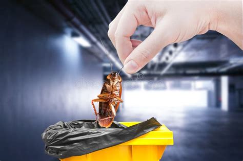 Hand Holding Cockroach Bin Eliminate Cockroaches Carriers Disease Stock