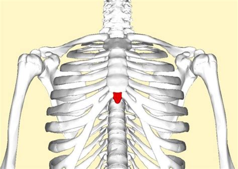 Can An Adults Xiphoid Process Be Felt With The Fingers Scary Symptoms Can An Adults Xiphoid Process Be Felt With The Fingers Scary Symptoms