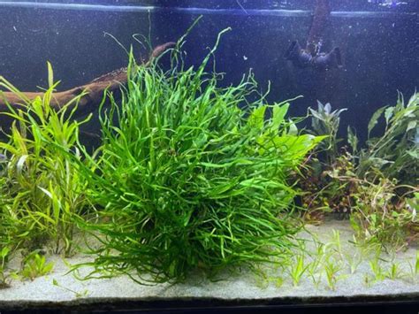 Needle Leaf Java Fern