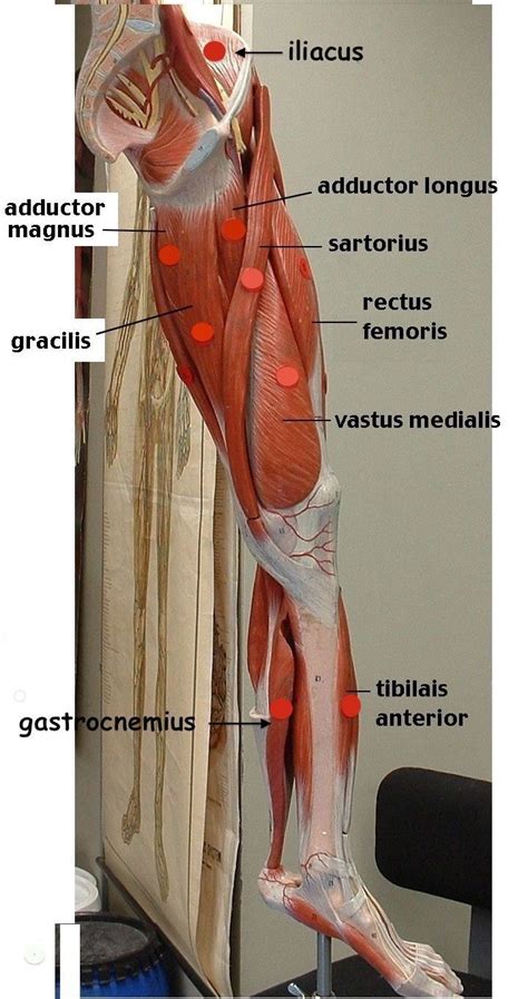 Groin Muscle Anatomy Diagram Artofit