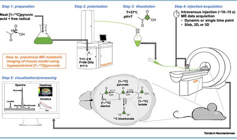 Figure 1 From Imaging Brain Metabolism Using Hyperpolarized 13c Magnetic Resonance Spectroscopy