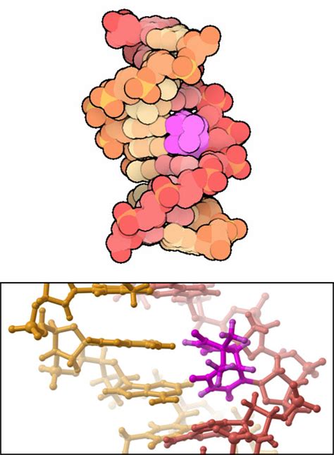 Thymine Dimer Mutation