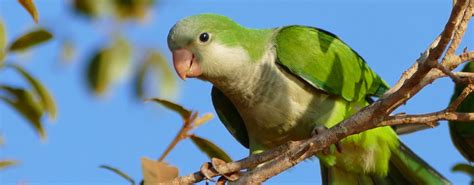 Monk Parakeet Kyivzoo