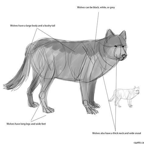 Wolf Base Sketch At Explore Collection Of Wolf