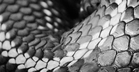 Ecornell On Linkedin Software Development In Python Certificate