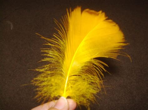 Feathers Preparation And Tips How To Make A Feather How To By Mew Aeris