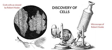 Chapter Notes Cell Structure And Functions Class 8 Notes Edurev