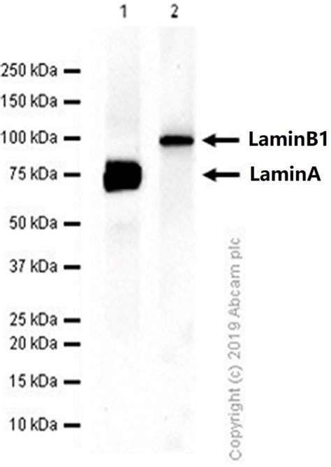 lamin a lamin b1 lamin c重组抗体[epr4068] lamin a lamin b1 lamin c抗体 ab108922