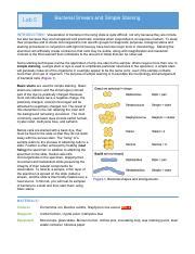 Lab 5 Simple Staining Pdf Lab 5 Bacterial Smears And Simple Staining INTRODUCTION