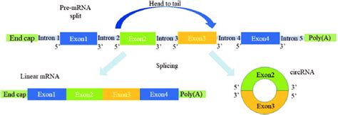Circular Rna Synthesis Most Pre Mrna Remove Introns And Splice The Download Scientific Diagram