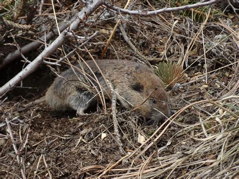 Wildlife Wednesday — Pocket Gophers — Estes Valley Watershed Coalition