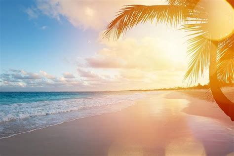 Beach Landscape With Palm